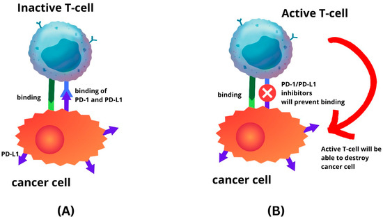 Expression of PD-1 and PD-L1 in Endometrial Cancer: Molecular and ...