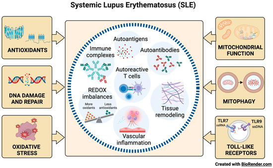 IJMS | Free Full-Text | The Role of the Oxidative State and Innate ...