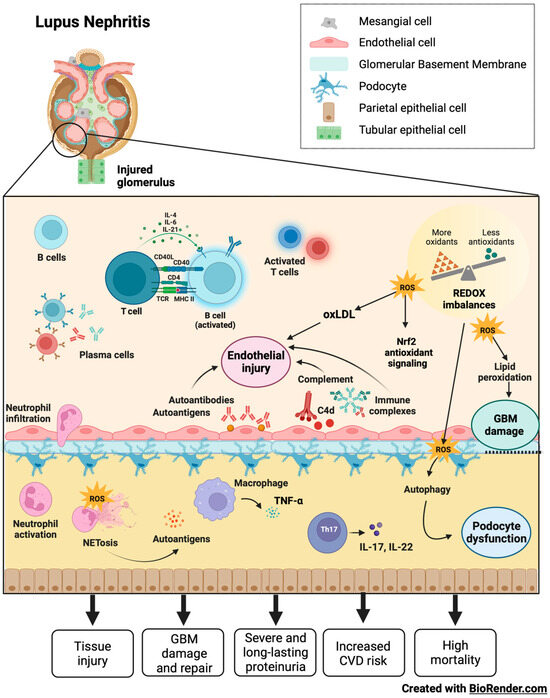 IJMS | Free Full-Text | The Role of the Oxidative State and Innate ...