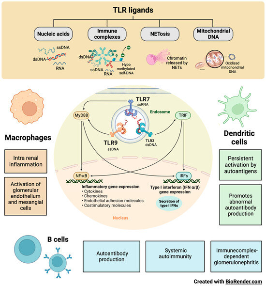 The Role of the Oxidative State and Innate Immunity Mediated by TLR7 ...