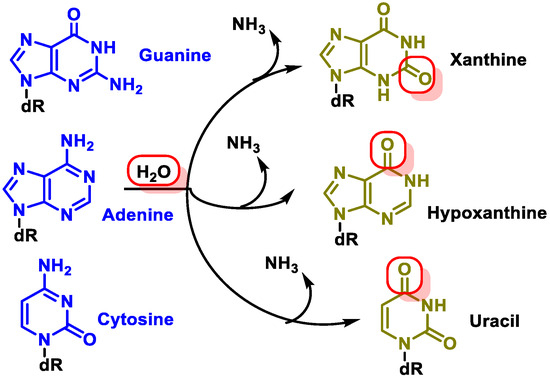 Chemical Insights into Oxidative and Nitrative Modifications of DNA