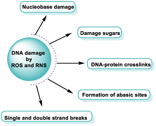 Chemical Insights into Oxidative and Nitrative Modifications of DNA