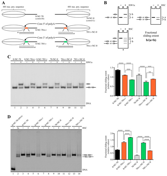 Poly(dA:dT) Tracts Differentially Modulate Nucleosome Remodeling ...