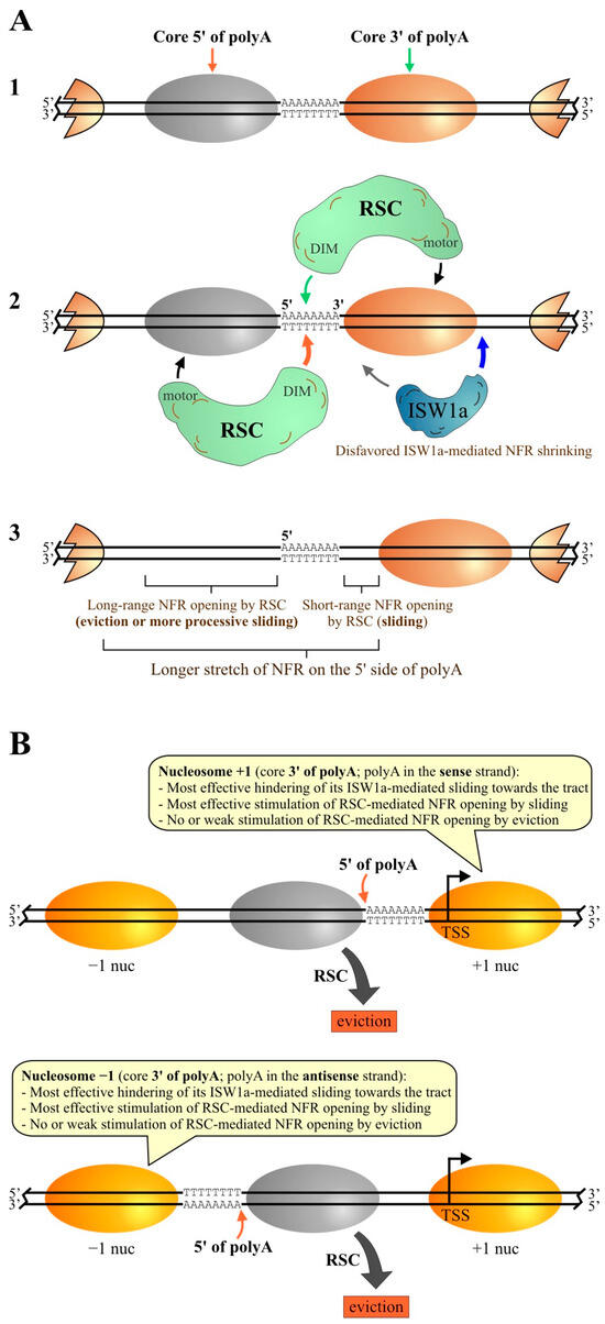 Poly(dA:dT) Tracts Differentially Modulate Nucleosome Remodeling ...