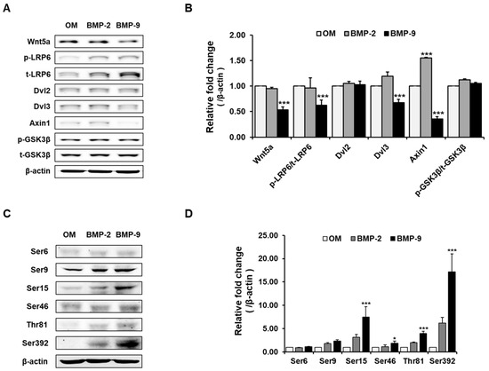 BMP-9 Improves the Osteogenic Differentiation Ability over BMP-2 through p53 Signaling In Vitro ...