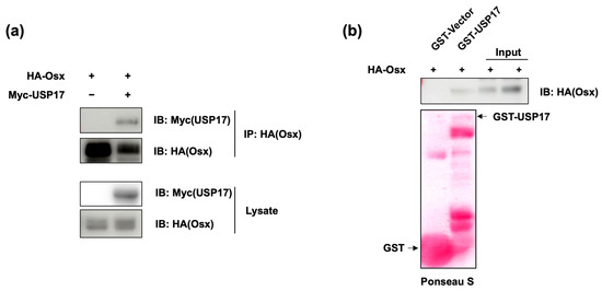 Deubiquitinase USP17 Regulates Osteoblast Differentiation by Increasing ...