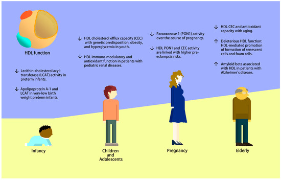 HDL Function across the Lifespan: From Childhood, to Pregnancy, to Old Age