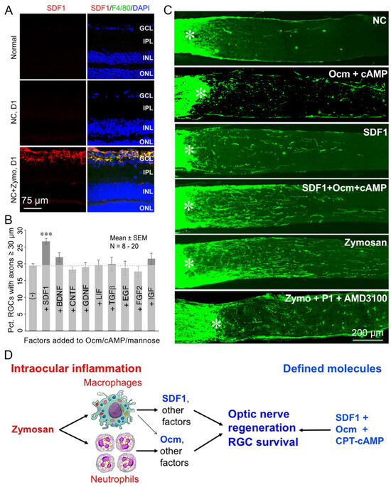 Inflammatory Mediators of Axon Regeneration in the Central and ...