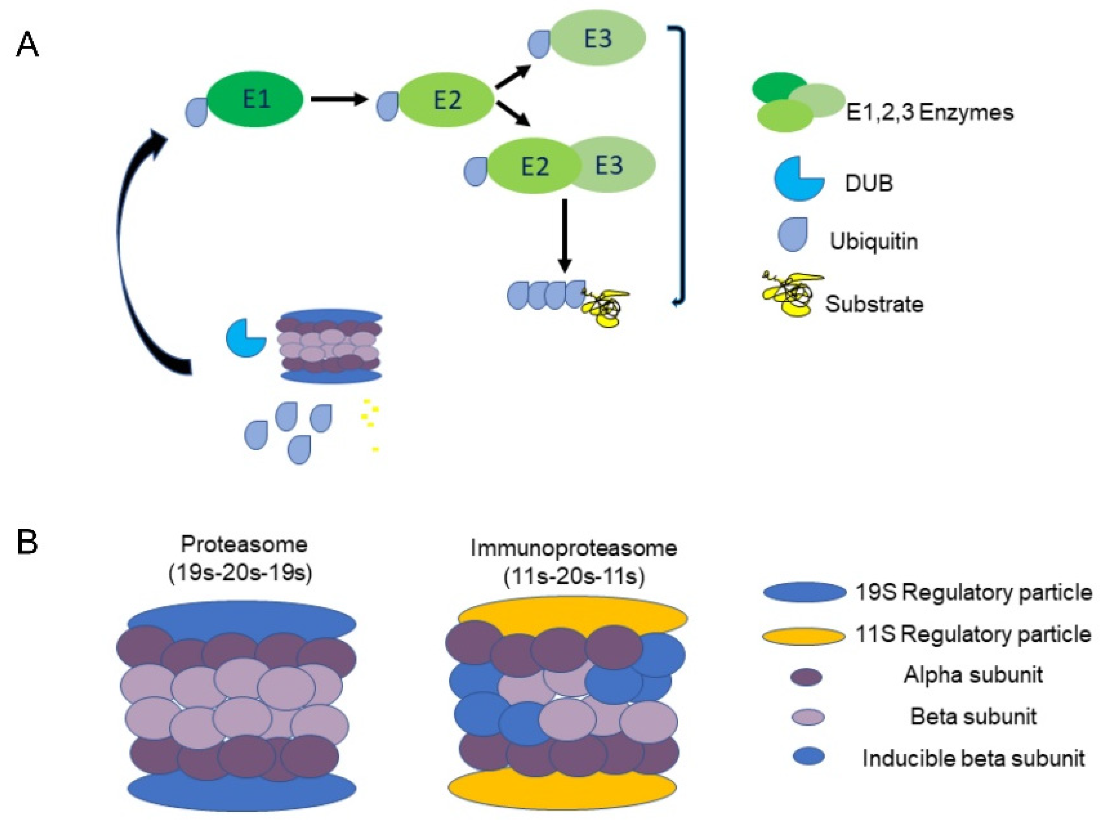 Ijms Free Full Text Ubiquitin Proteasome System Role In Diabetes