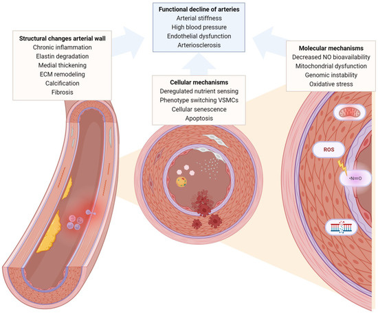 Model Systems to Study the Mechanism of Vascular Aging