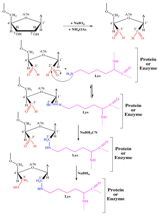 Obtaining New Candidate Peptides for Biological Anticancer Drugs from ...