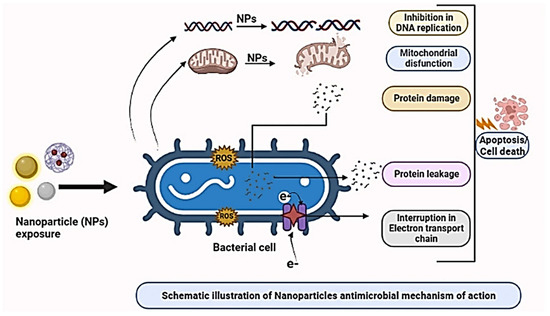 Green Synthesis of Metal and Metal Oxide Nanoparticles: A Review of the ...