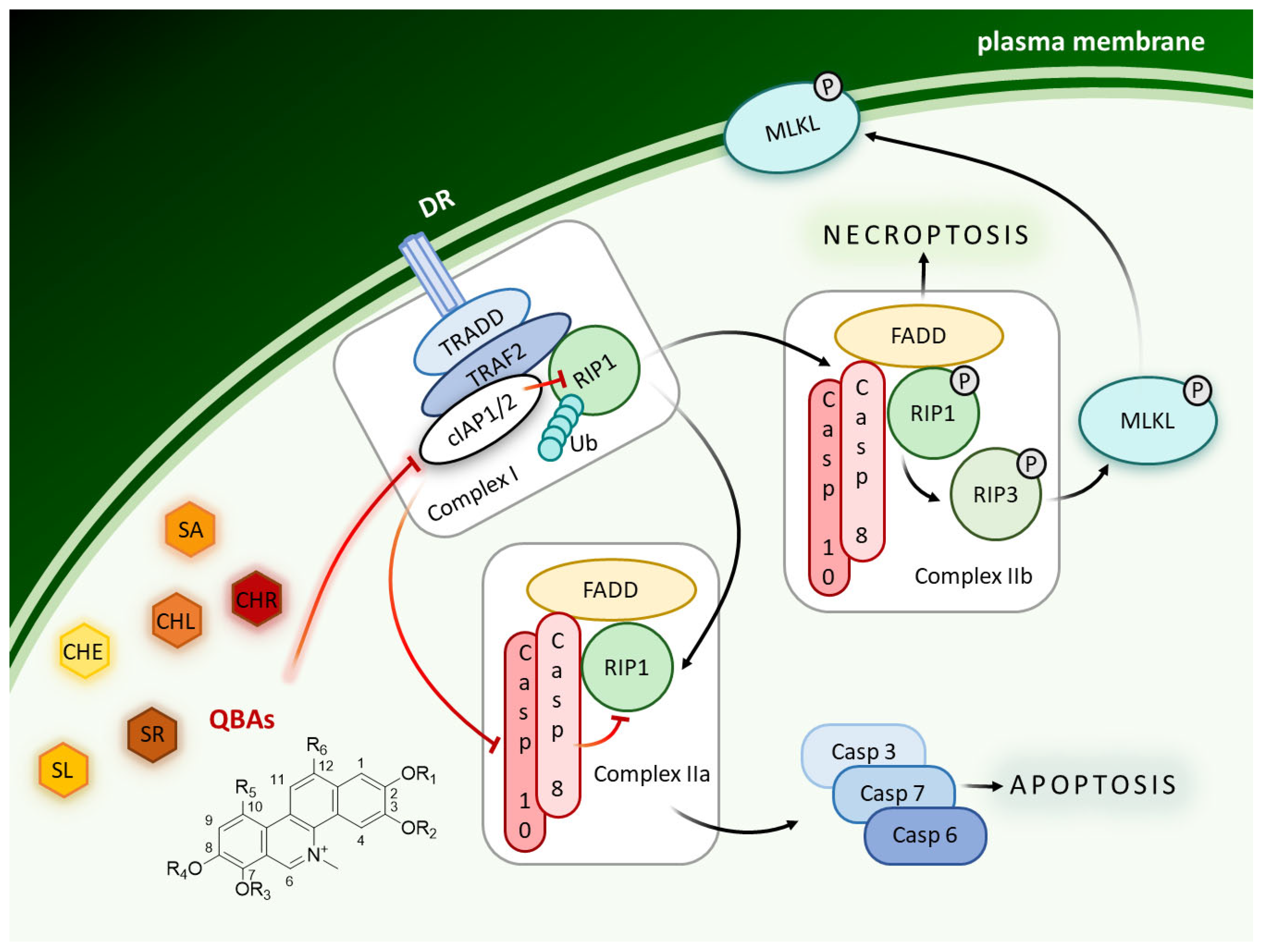 Quaternary Benzophenanthridine Alkaloids Act as Smac Mimetics and ...