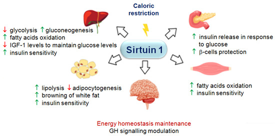 Involvement of Sirtuin 1 in the Growth Hormone/Insulin-like Growth ...