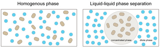 IJMS | Free Full-Text | Liquid–Liquid Phase Separation Sheds New Light upon Cardiovascular Diseases