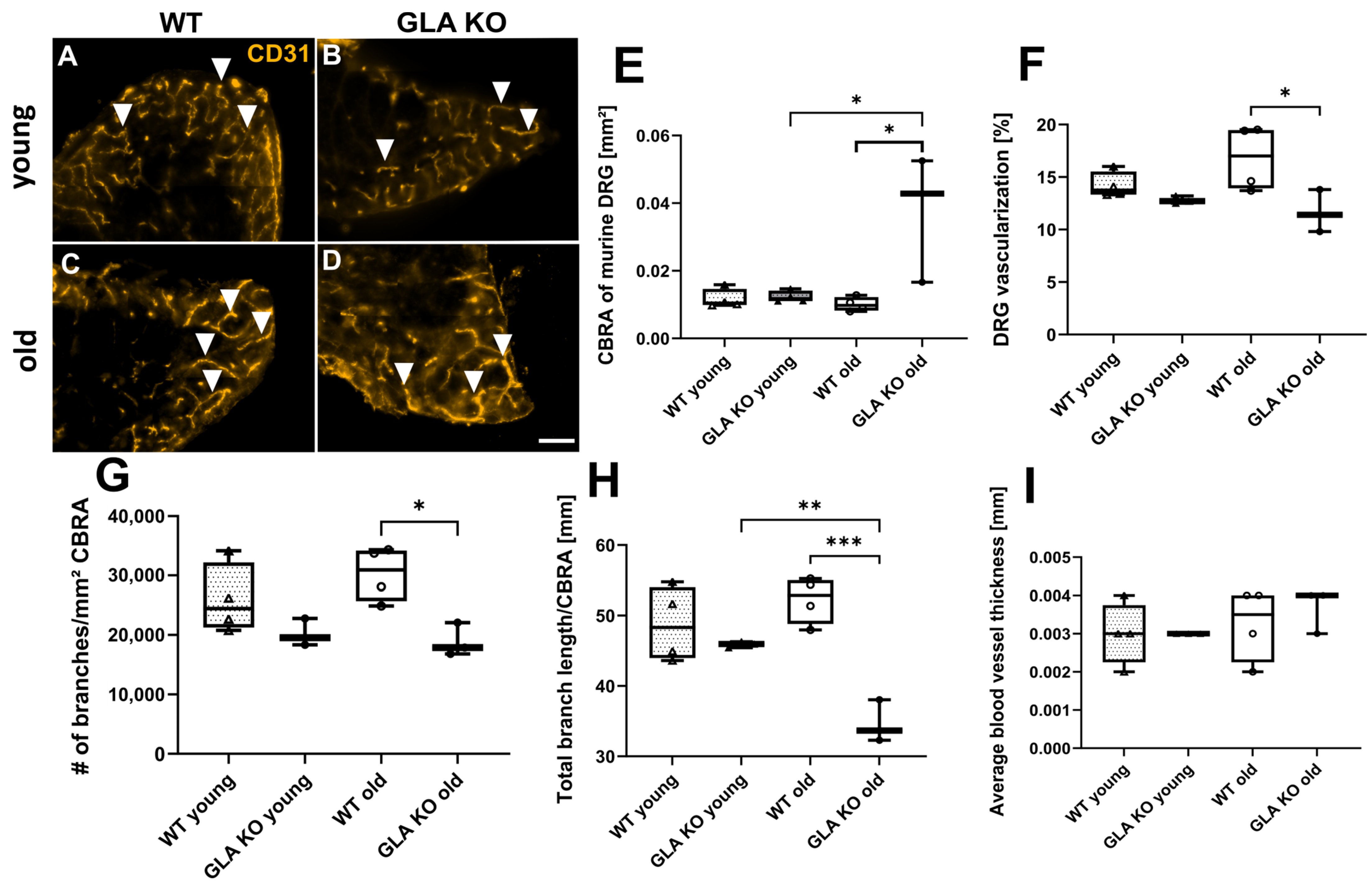 Endothelial Cell Dysfunction and Hypoxia as Potential Mediators of Pain ...