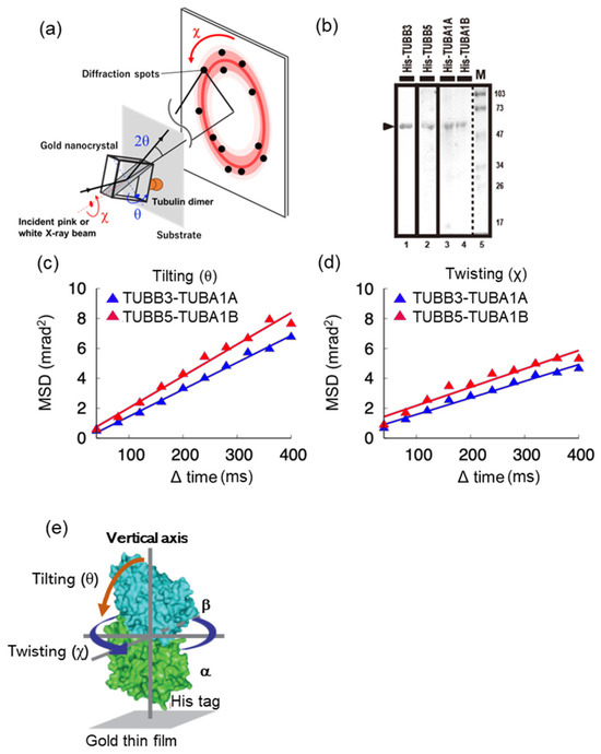 Comparison of the Molecular Motility of Tubulin Dimeric Isoforms: Molecular Dynamics Simulations ...