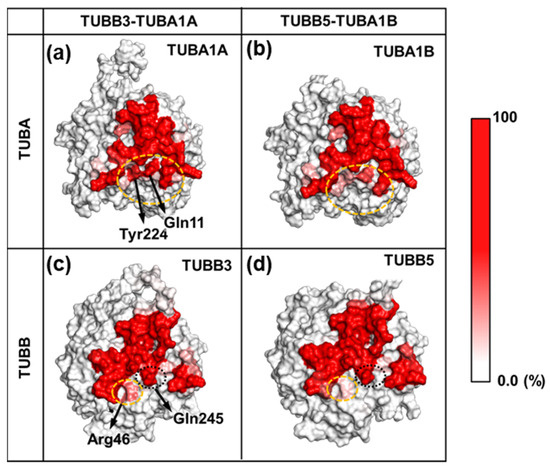 Comparison of the Molecular Motility of Tubulin Dimeric Isoforms ...
