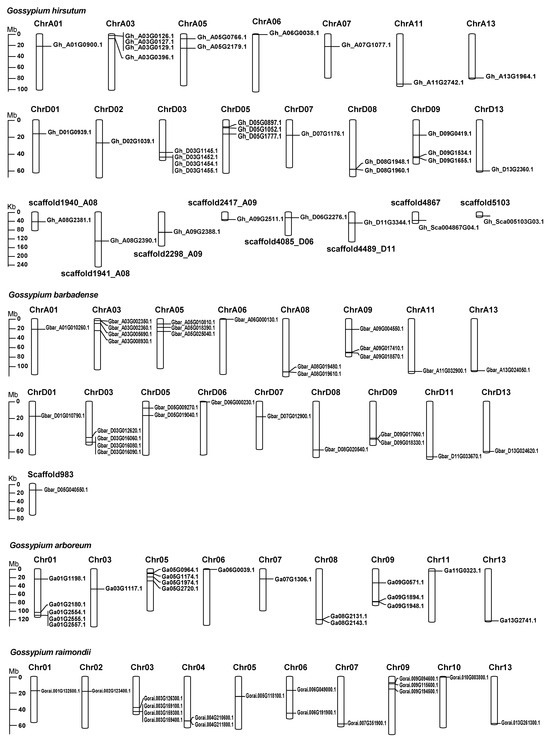 Repression of GhTUBB1 Reduces Plant Height in Gossypium hirsutum