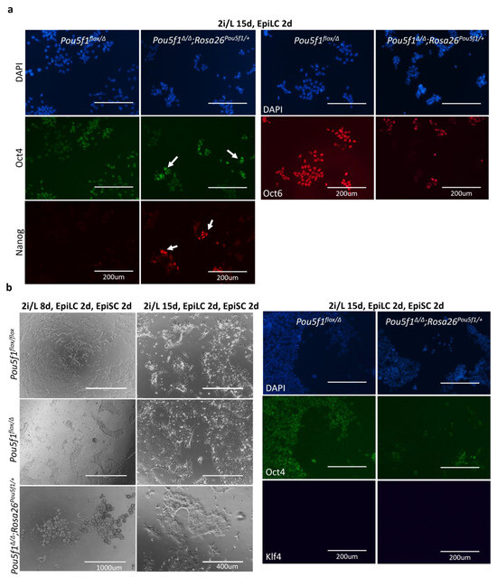 Regulatory Elements Outside Established Pou5f1 Gene Boundaries Are ...