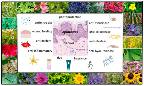 IJMS | Free Full-Text | Plant Extracts as Skin Care and Therapeutic Agents