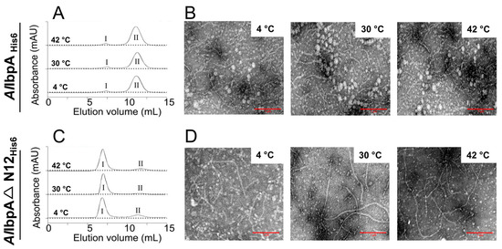 IJMS | Free Full-Text | The Functionality of IbpA from Acholeplasma ...