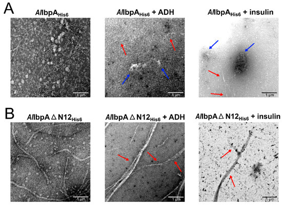 IJMS | Free Full-Text | The Functionality of IbpA from Acholeplasma ...