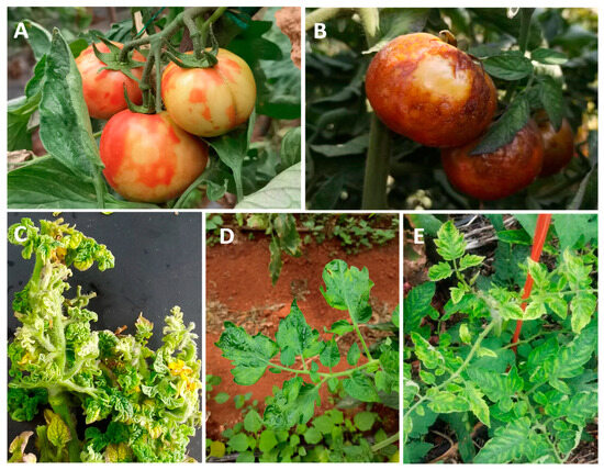 Advances and Prospects of Virus-Resistant Breeding in Tomatoes