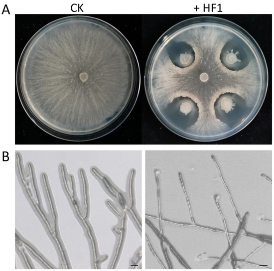 Exploration of the Biocontrol Activity of Bacillus atrophaeus Strain ...