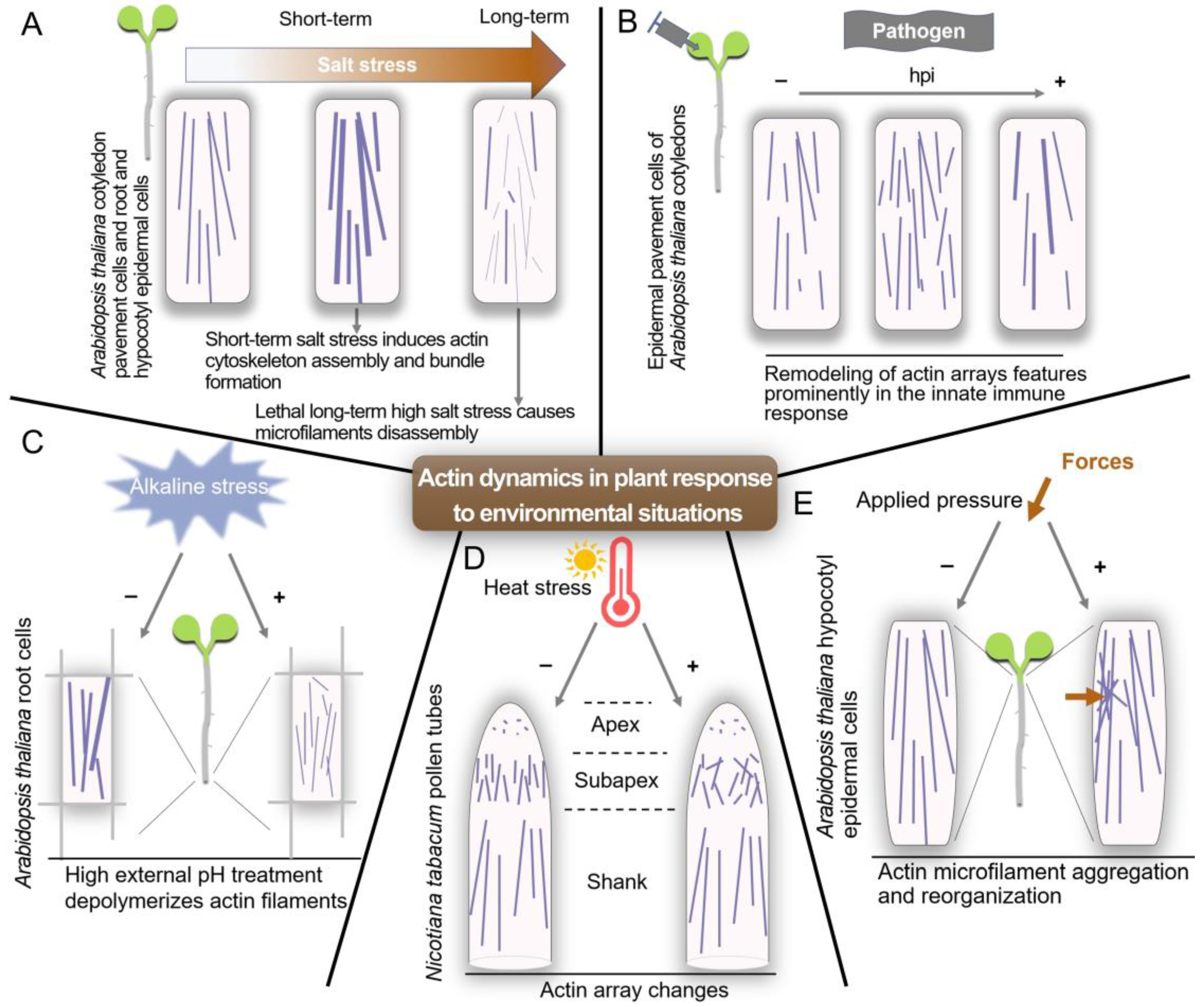 Exploring the Role of the Plant Actin Cytoskeleton: From Exploring the Role of the Plant Actin Cytoskeleton: From