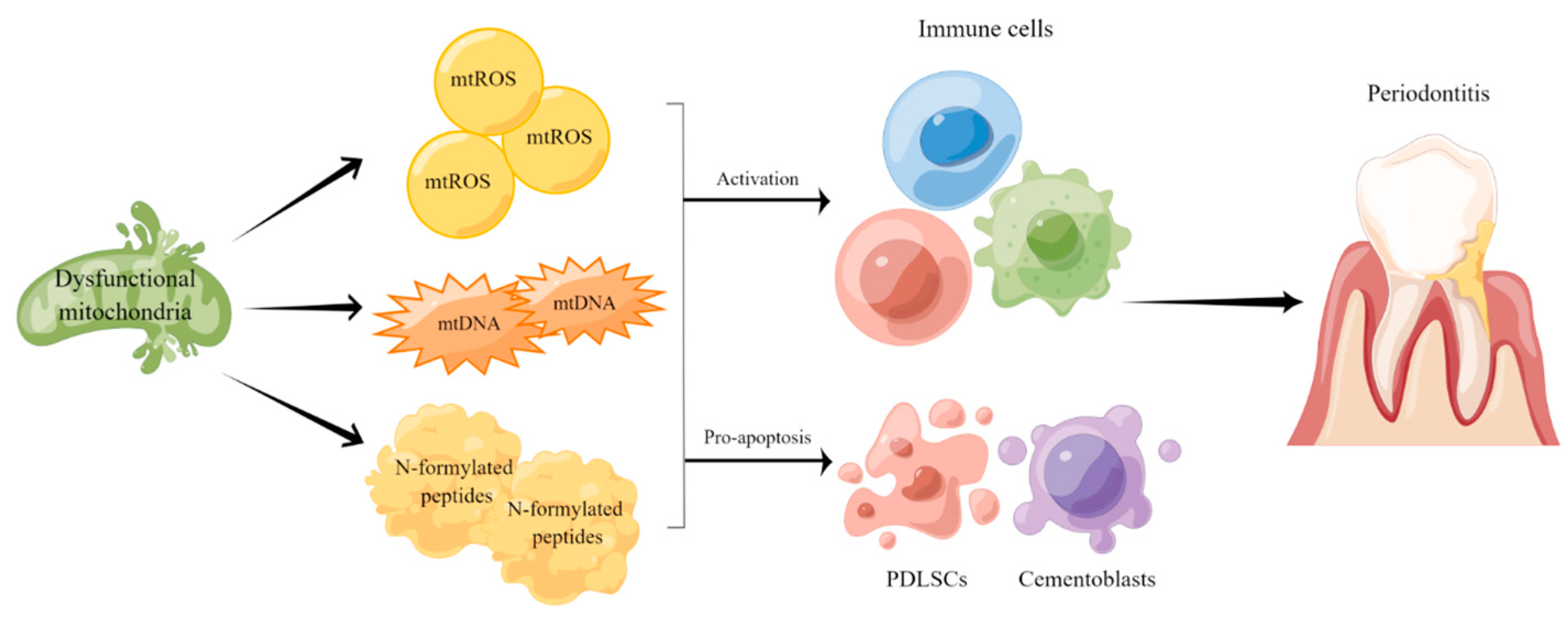 Mitochondrial Dysfunction in the Pathogenesis and Treatment of Oral ...