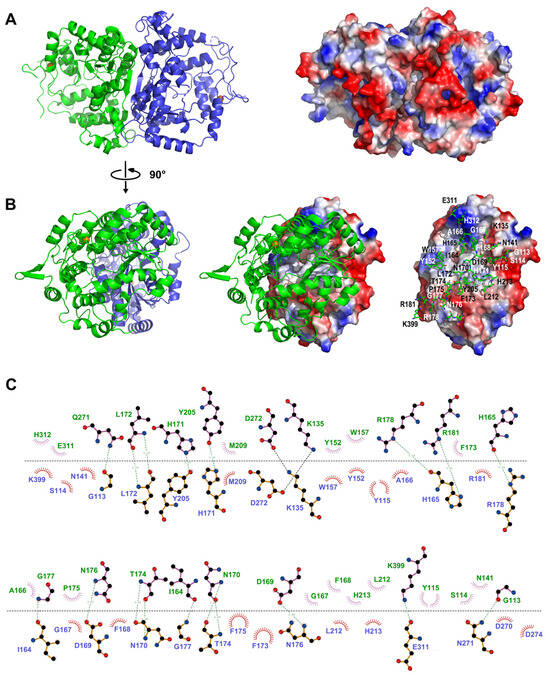 Structural Characterization of an N-Acetyl Sugar Amidotransferase ...
