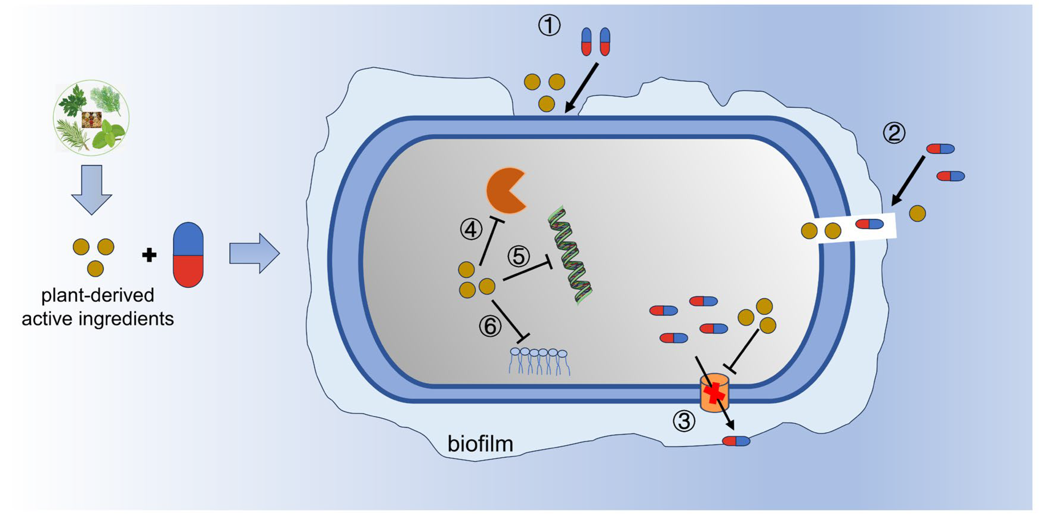 IJMS | Free Full-Text | The Combination of Antibiotic and Non-Antibiotic Compounds Improves ...