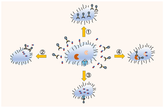 IJMS | Free Full-Text | The Combination of Antibiotic and Non-Antibiotic Compounds Improves ...