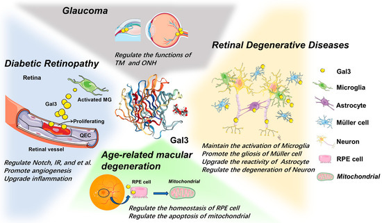 The Role of Galectin-3 in Retinal Degeneration and Other Ocular ...