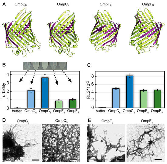 IJMS | Free Full-Text | OmpC and OmpF Outer Membrane Proteins of ...