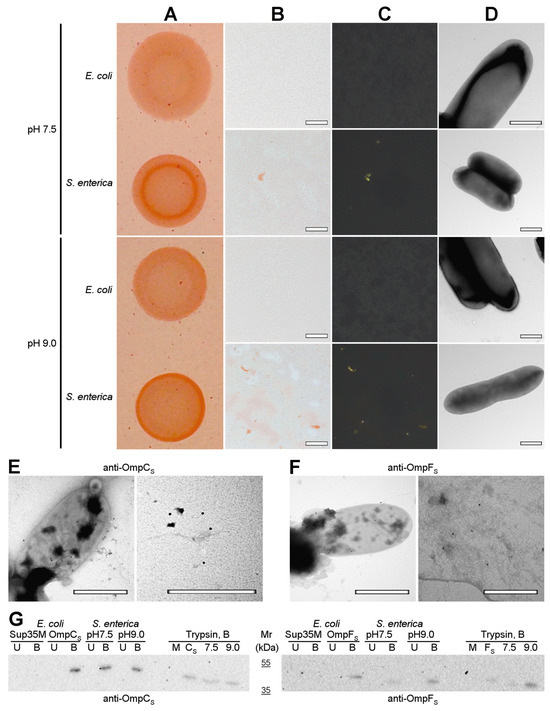 OmpC and OmpF Outer Membrane Proteins of Escherichia coli and ...