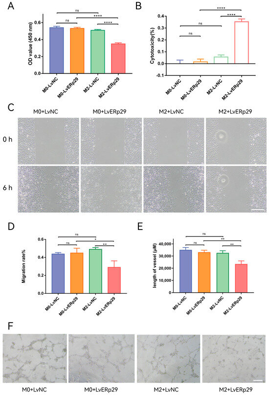 IJMS | Free Full-Text | ERp29 Attenuates Nicotine-Induced Endoplasmic ...