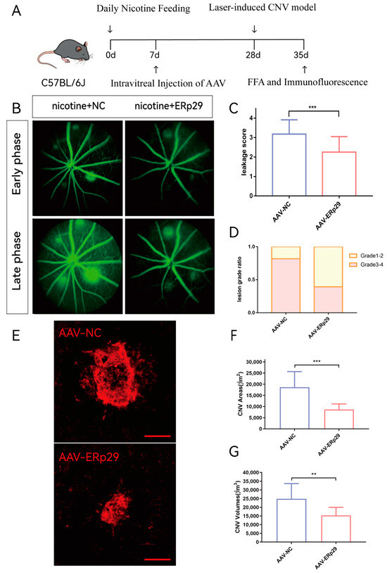 IJMS | Free Full-Text | ERp29 Attenuates Nicotine-Induced Endoplasmic ...
