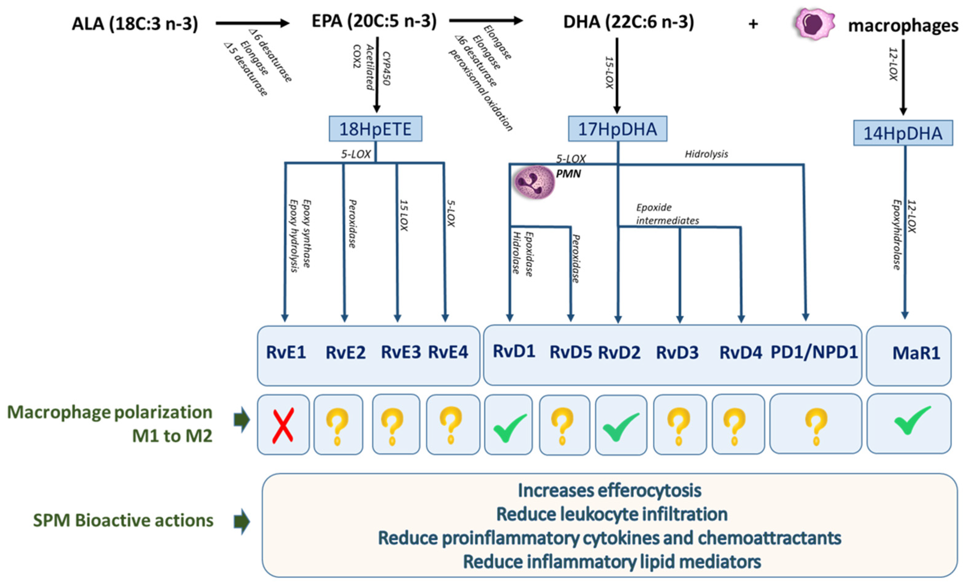 Omega-3 Lipid Mediators: Modulation of the M1/M2 Macrophage Phenotype and Its Protective Role in ...