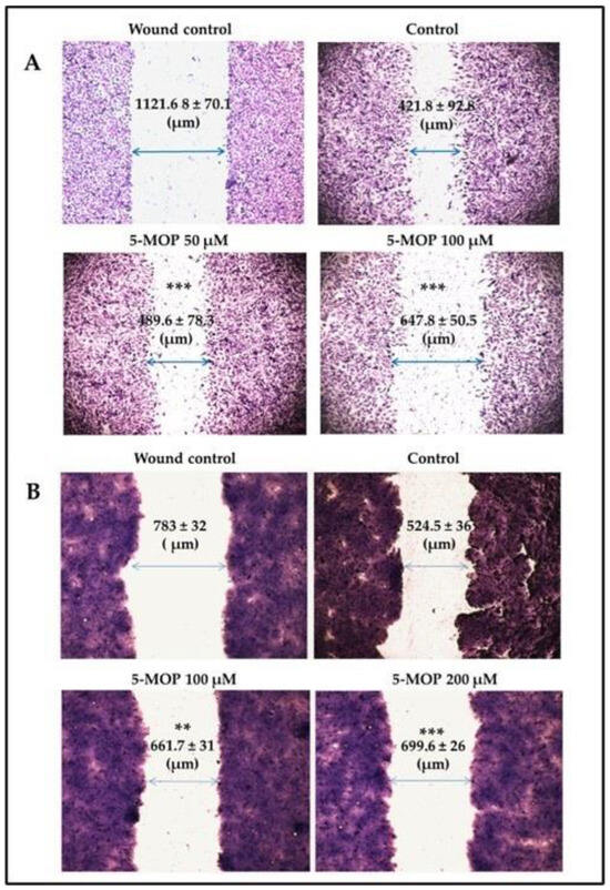 Evaluation of the Biological Effect of Non-UV-Activated Bergapten on ...
