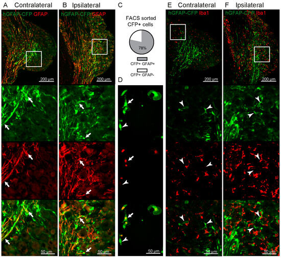 Characterisation of GFAP-Expressing Glial Cells in the Dorsal Root ...