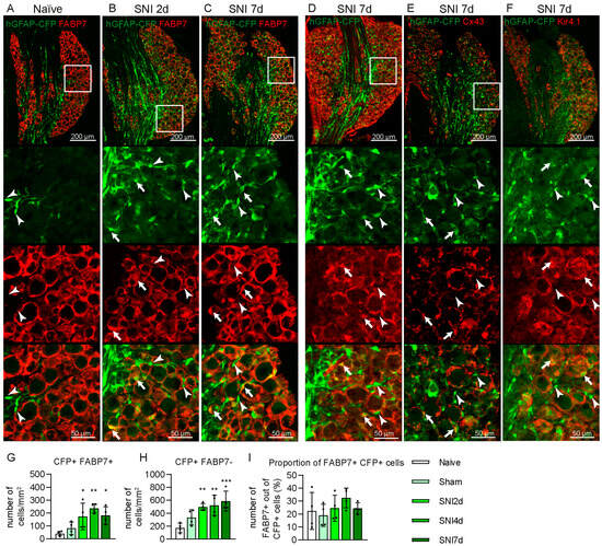 Characterisation of GFAP-Expressing Glial Cells in the Dorsal Root ...