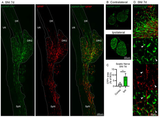 Characterisation of GFAP-Expressing Glial Cells in the Dorsal Root ...