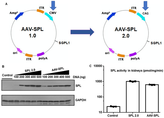 AAV-SPL 2.0, a Modified Adeno-Associated Virus Gene Therapy Agent for ...
