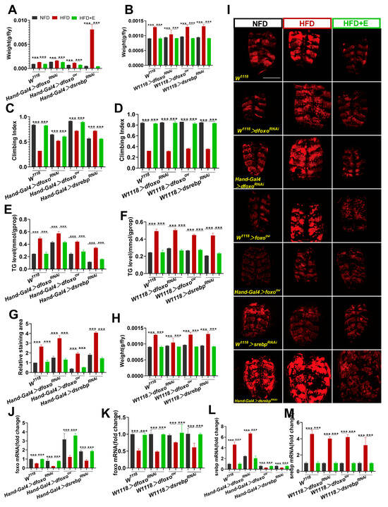Regular Exercise Modulates the dfoxo/dsrebp Pathway to Alleviate High ...
