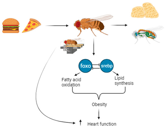Regular Exercise Modulates the dfoxo/dsrebp Pathway to Alleviate High ...