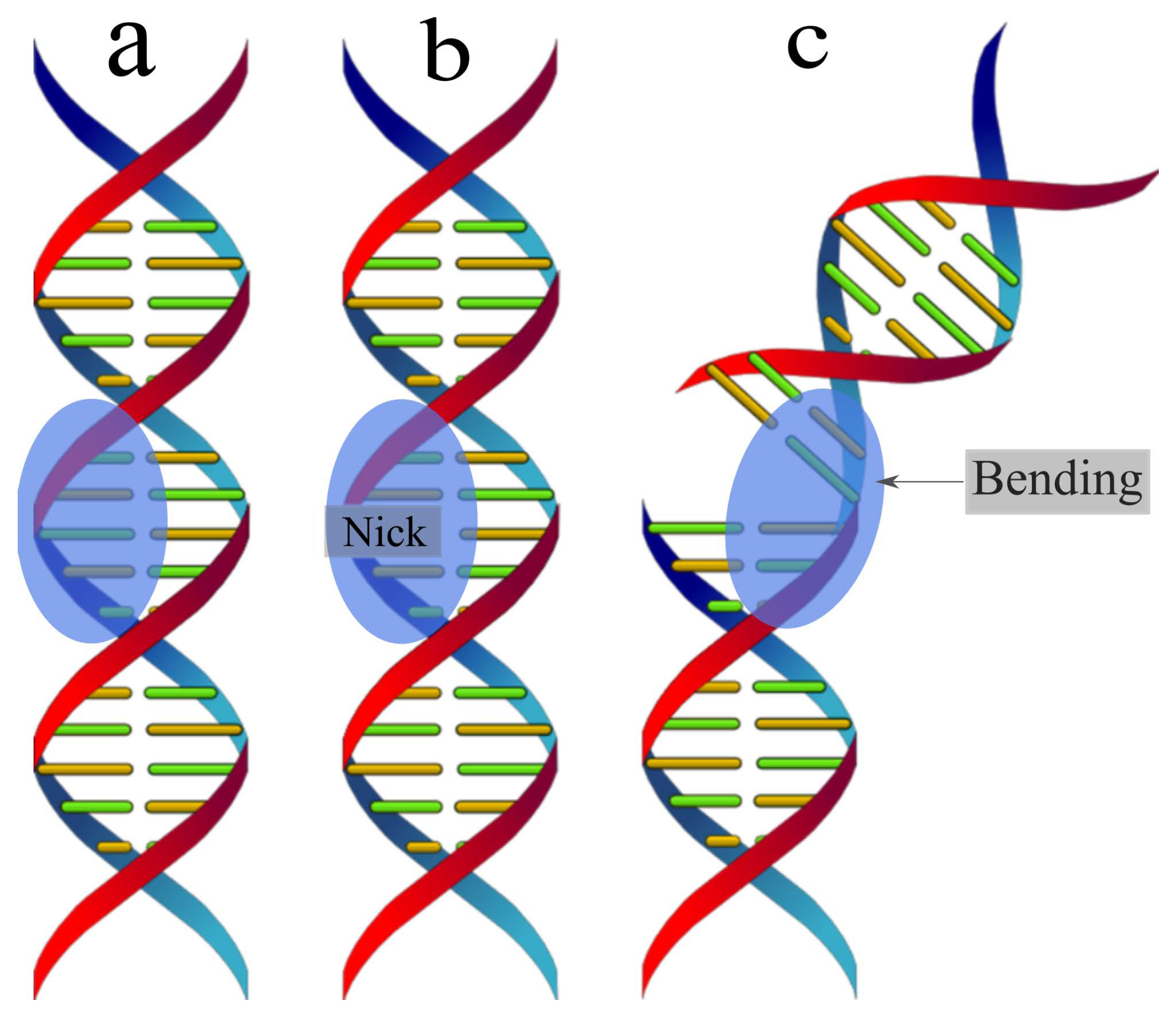 IJMS | Free Full-Text | Scattering of Attosecond Laser Pulses on a DNA ...