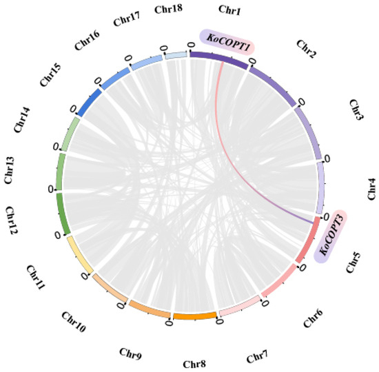 Genome-Wide Identification and Expression Analysis of the Copper ...