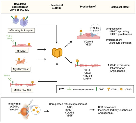 CD40 Ligand–CD40 Interaction Is an Intermediary between Inflammation ...